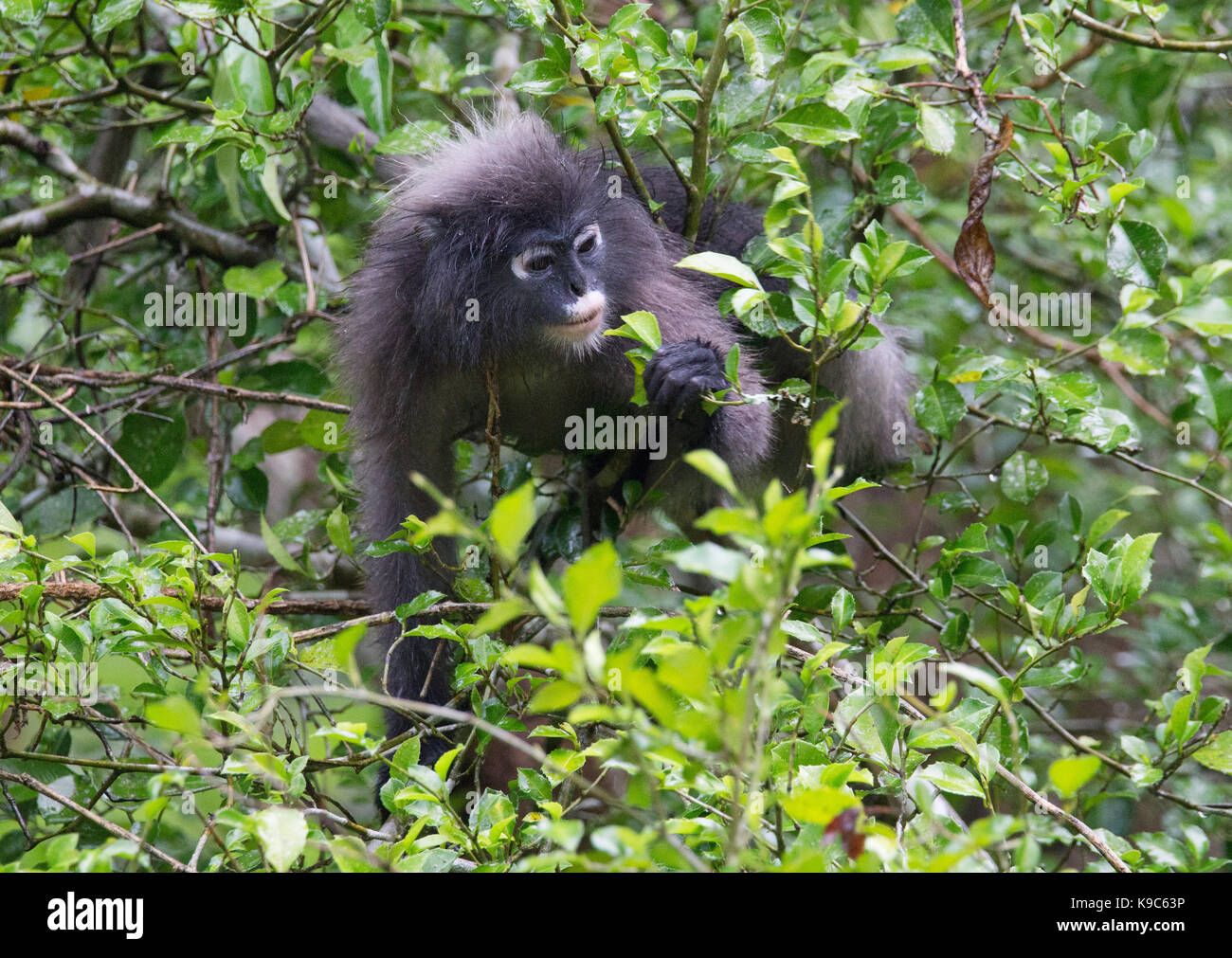 Dusky Leaf Monkey (Trachypithecus obscurus) also known as Spectacled ...