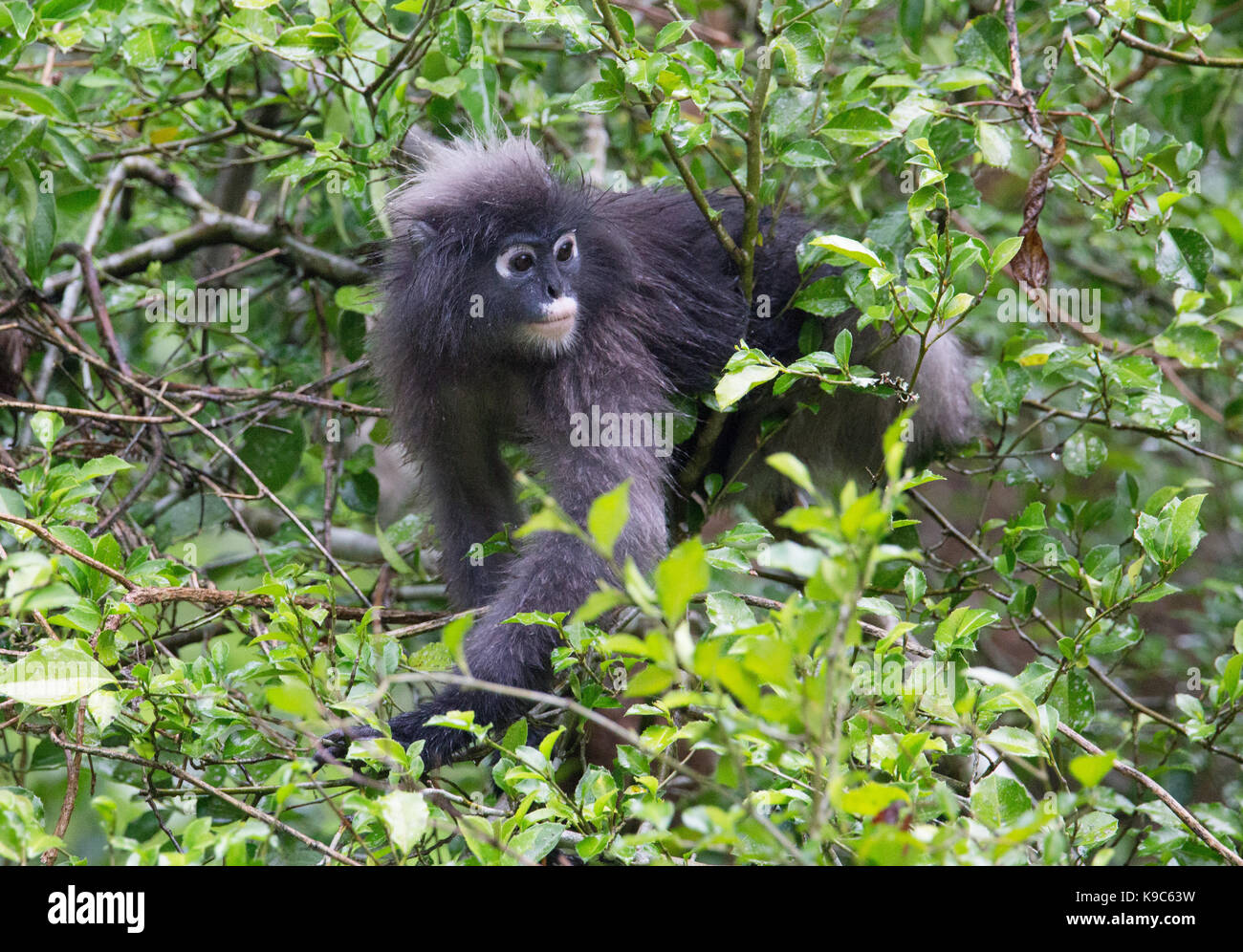 Dusky Leaf Monkey (Trachypithecus obscurus) also known as Spectacled ...