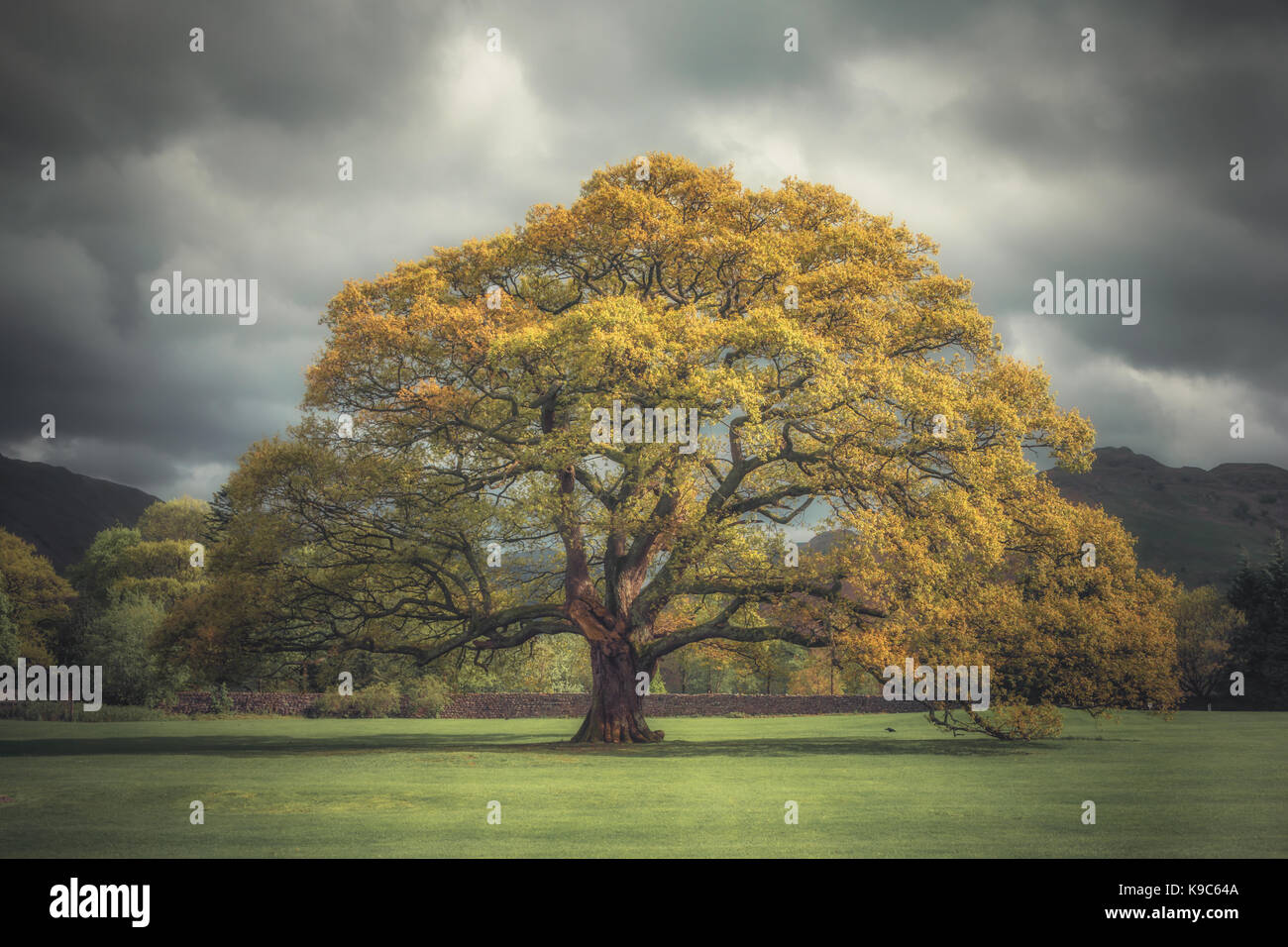 Big oak tree in front hi-res stock photography and images - Alamy