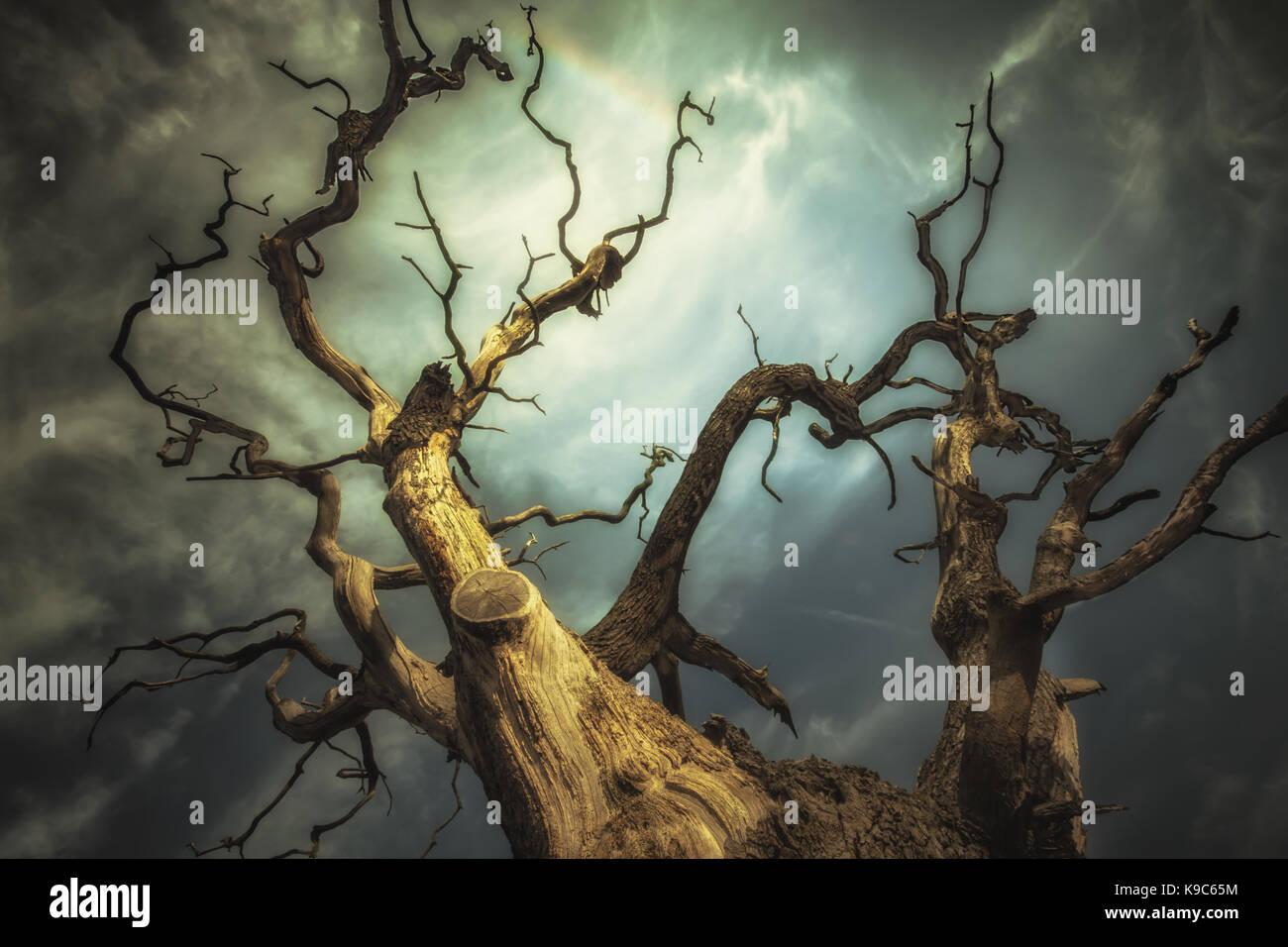 An old, dead tree highlighted against a dramatic sky taken from a low ...