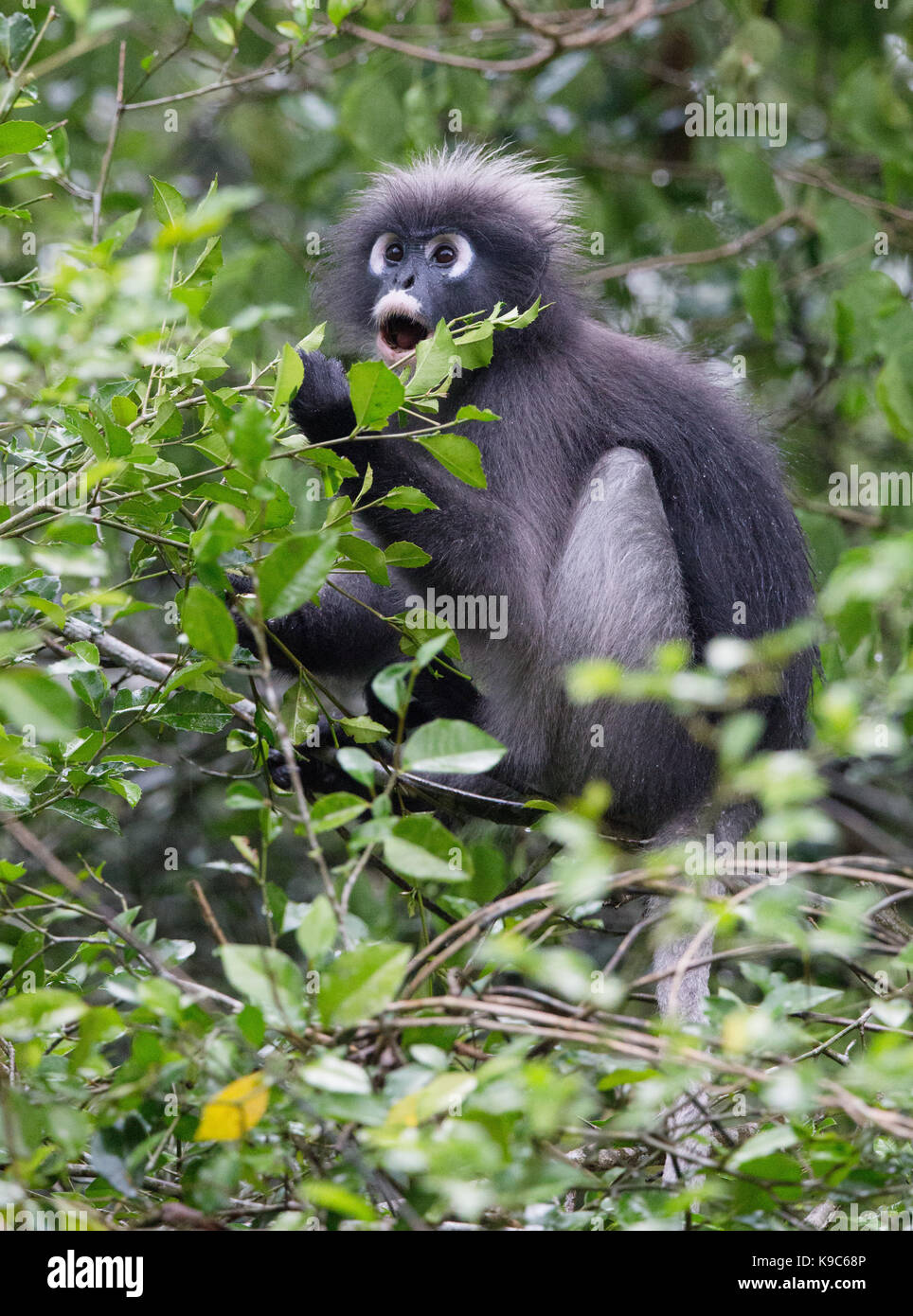 Dusky Leaf Monkey (Trachypithecus obscurus) also known as Spectacled ...