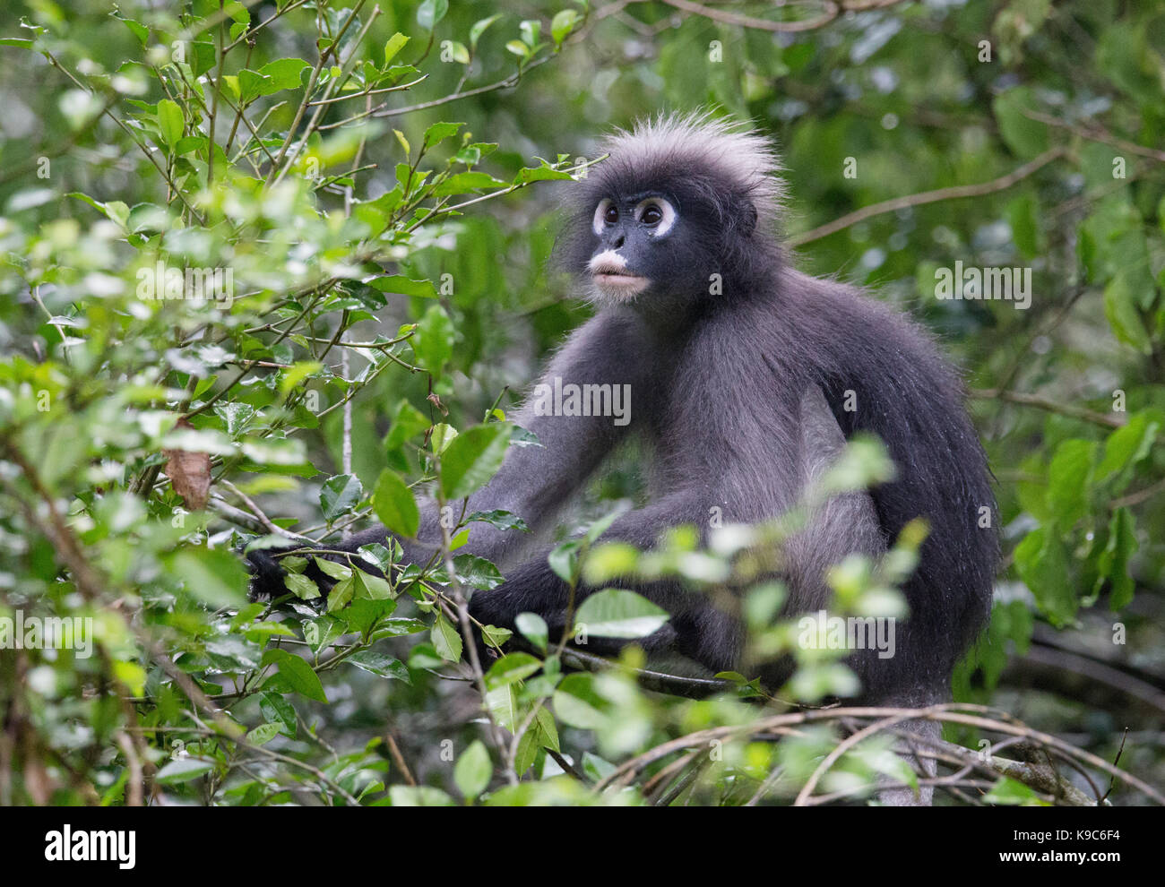 Dusky Leaf Monkey (Trachypithecus obscurus) also known as Spectacled Langur, or Spectacled Leaf ...