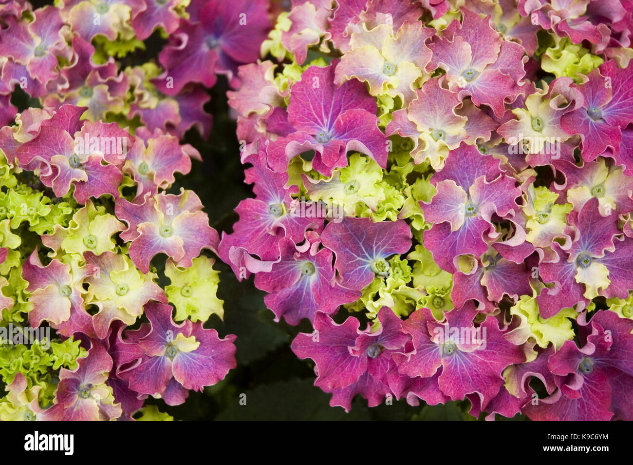 Curled petals hi-res stock photography and images - Alamy