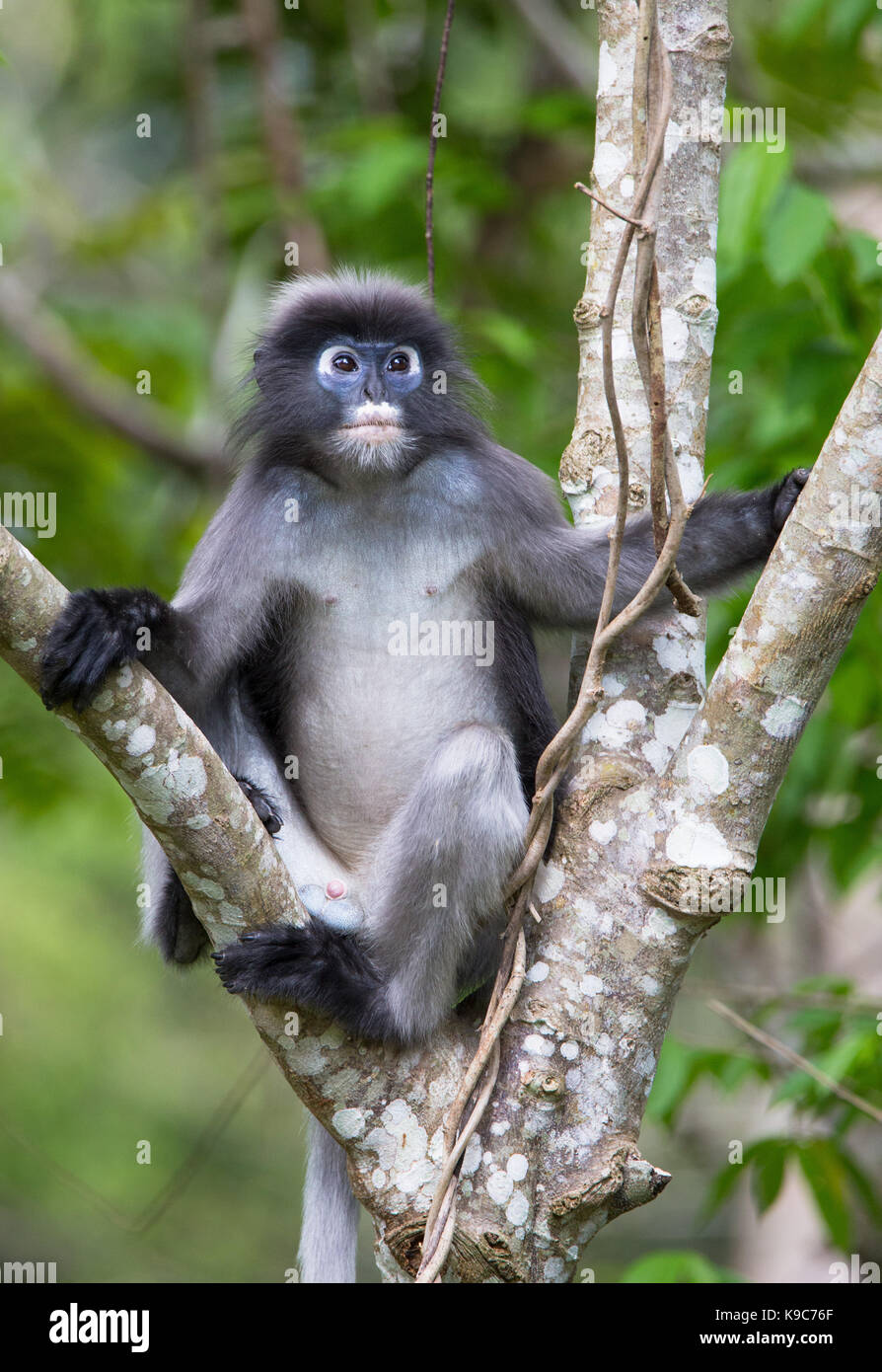 Dusky Leaf Monkey (Trachypithecus obscurus) also known as Spectacled ...
