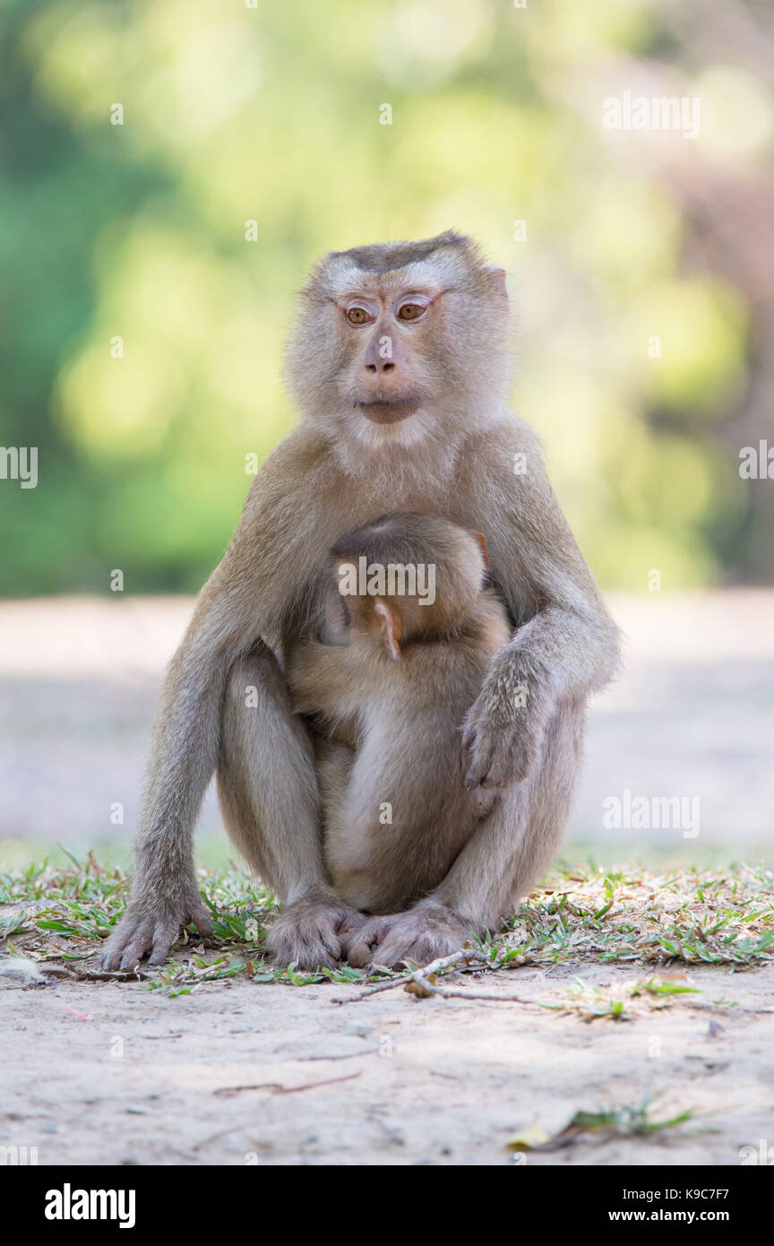 Female Northern Pig-tailed Macaque (Macaca leonina) nursing a juvenile ...
