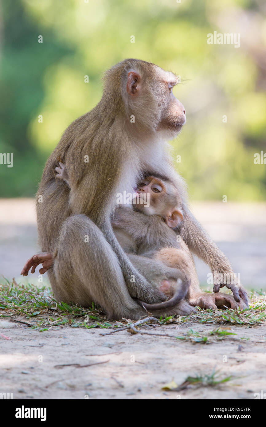 Female Northern Pig-tailed Macaque (Macaca leonina) nursing a juvenile ...