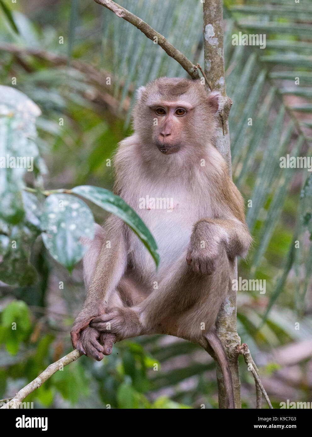 Northern northern pig tailed macaque hi-res stock photography and ...