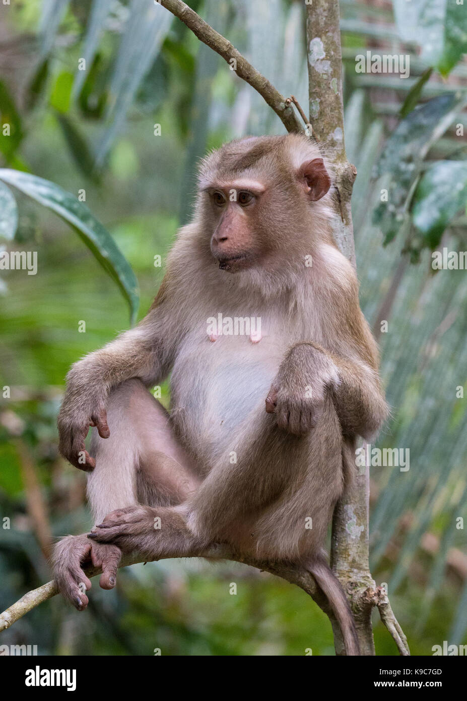 Northern pig tailed macaque macaca leonina hi-res stock photography and ...
