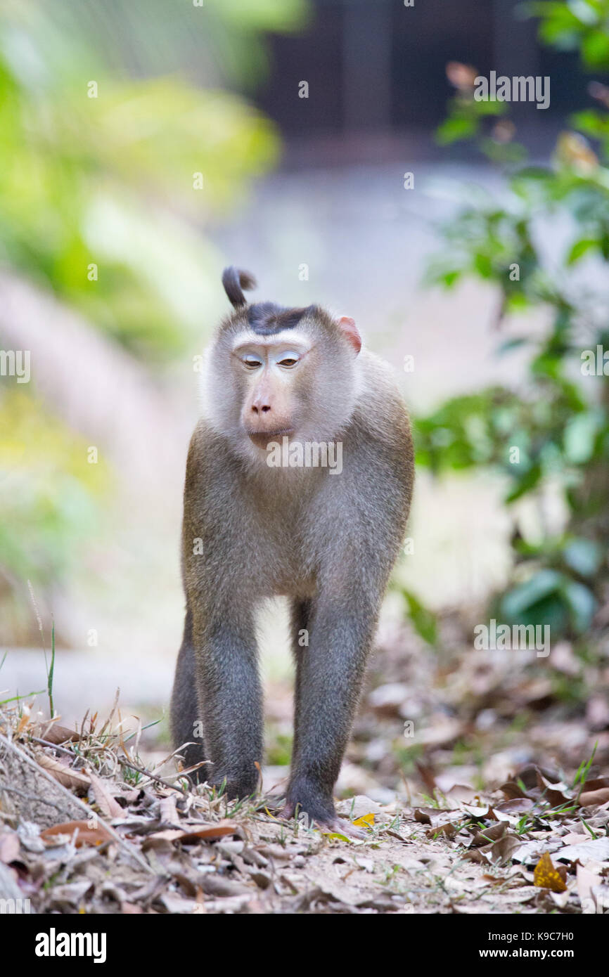 Adult male Northern Pig-tailed Macaque (Macaca leonina), Khao Yai ...