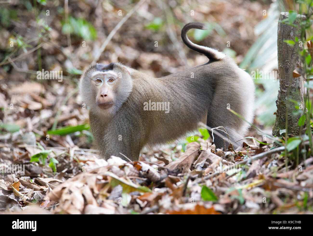 Northern Pig Tailed Macaque