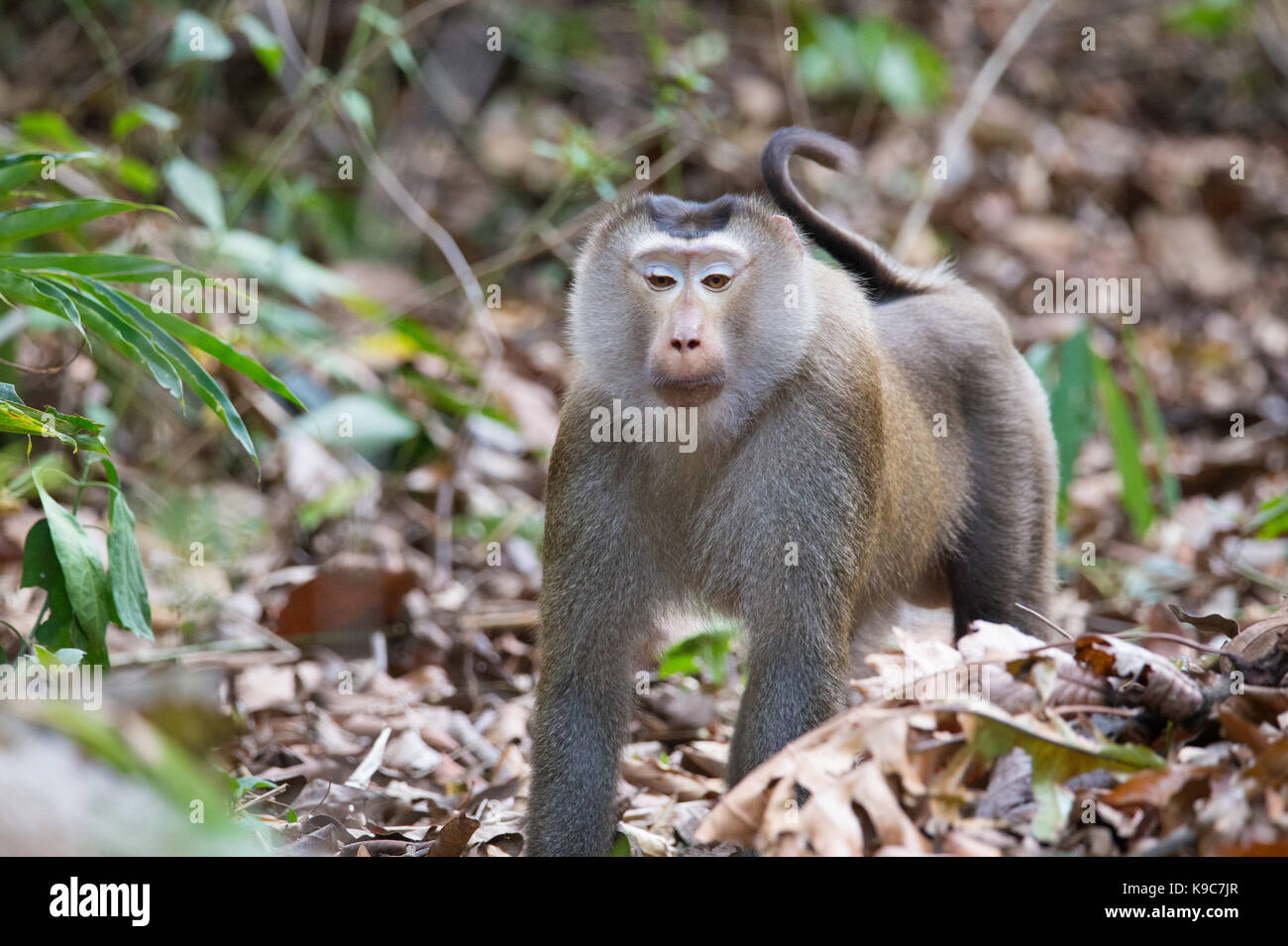 Adult male Northern Pig-tailed Macaque (Macaca leonina), Khao Yai ...
