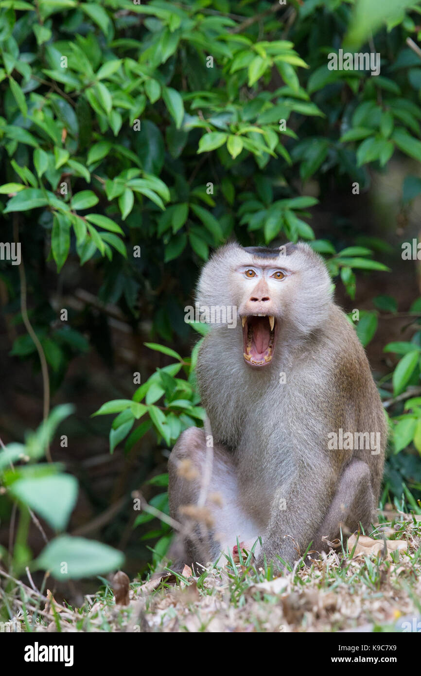 Adult male Northern Pig-tailed Macaque (Macaca leonina), Khao Yai ...