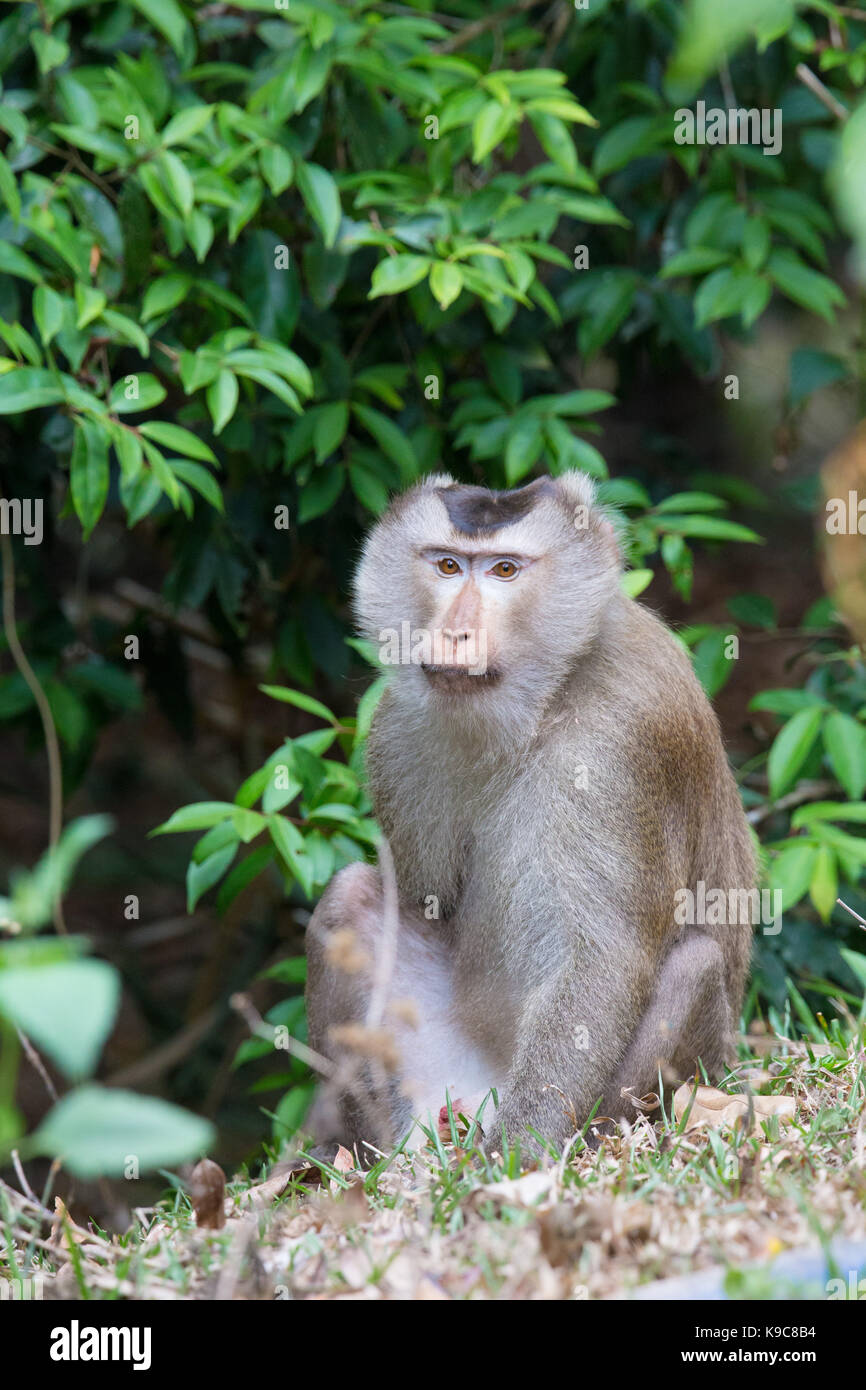 Adult male Northern Pig-tailed Macaque (Macaca leonina), Khao Yai ...
