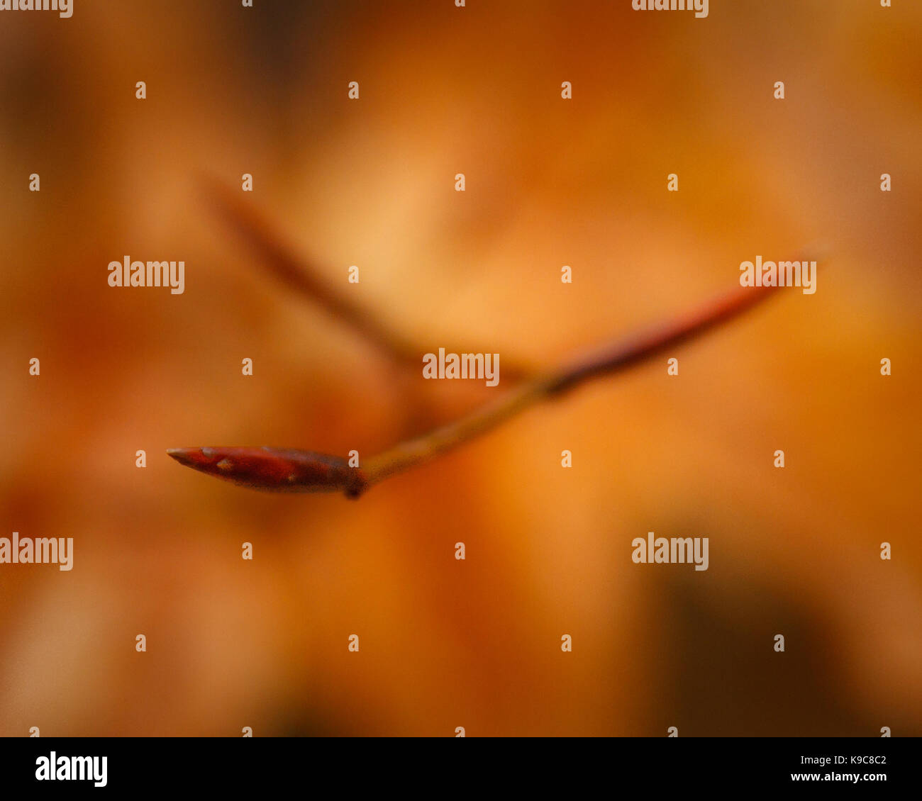 Spring bud peaking out early against fall colors Stock Photo - Alamy