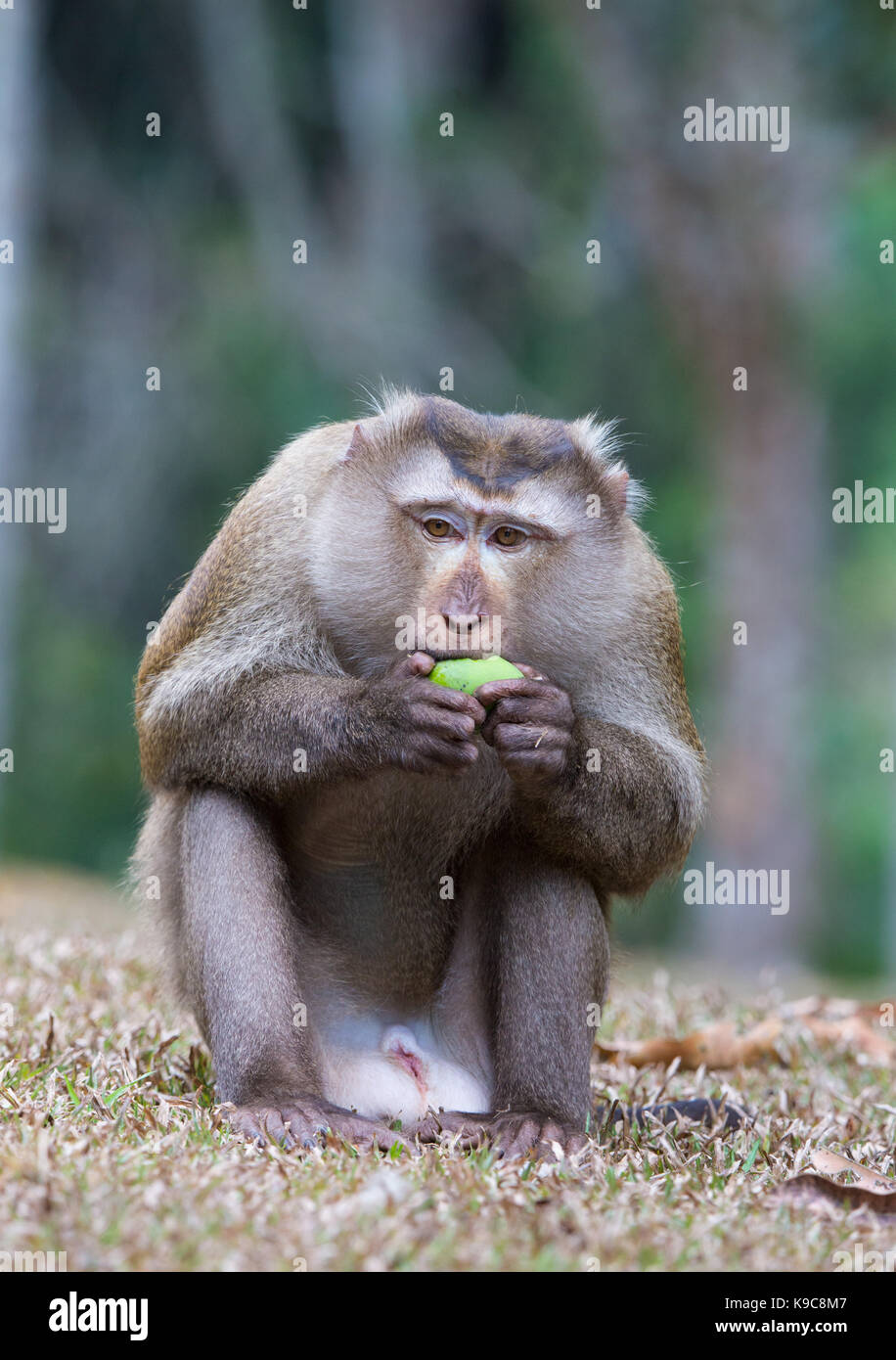 Adult male Northern Pig-tailed Macaque (Macaca leonina), Khao Yai ...