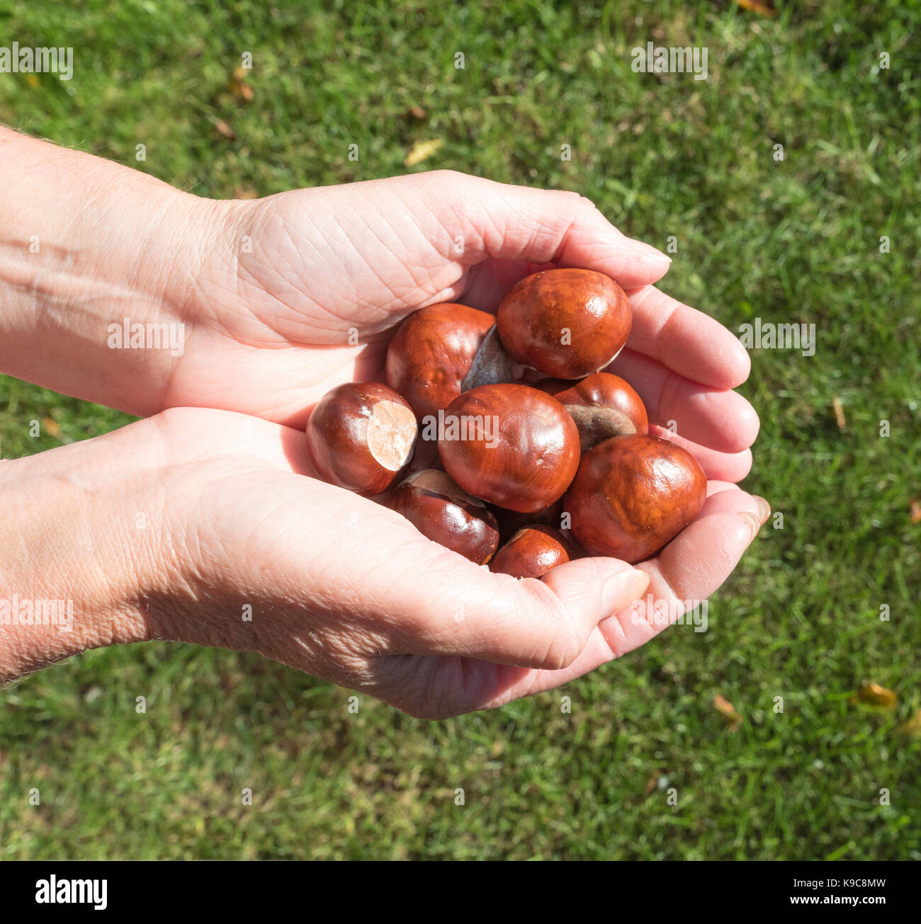 Conker handful hi-res stock photography and images - Alamy