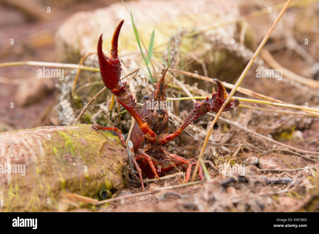 crayfish wild red Stock Photo - Alamy