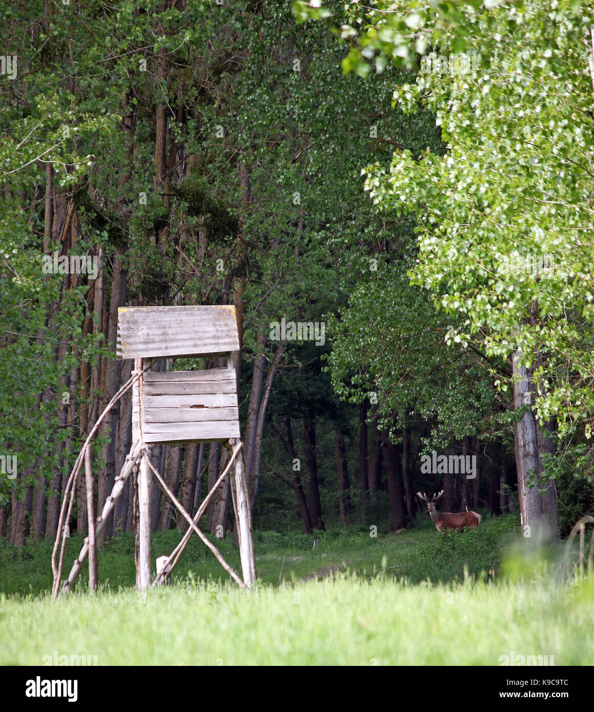 deer and hunters tower in forest Stock Photo - Alamy
