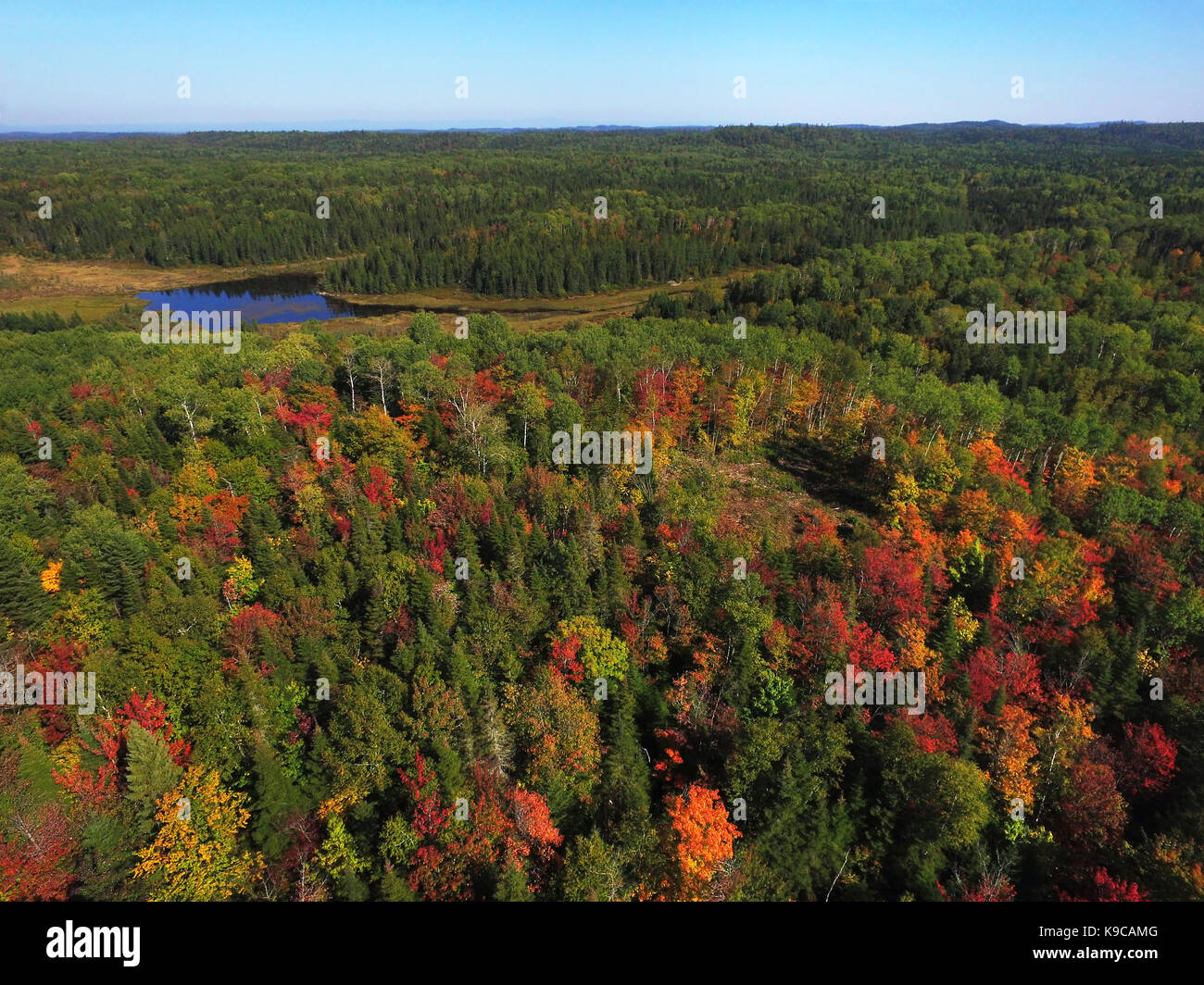 Aerial view of colorful fall forest Stock Photo - Alamy