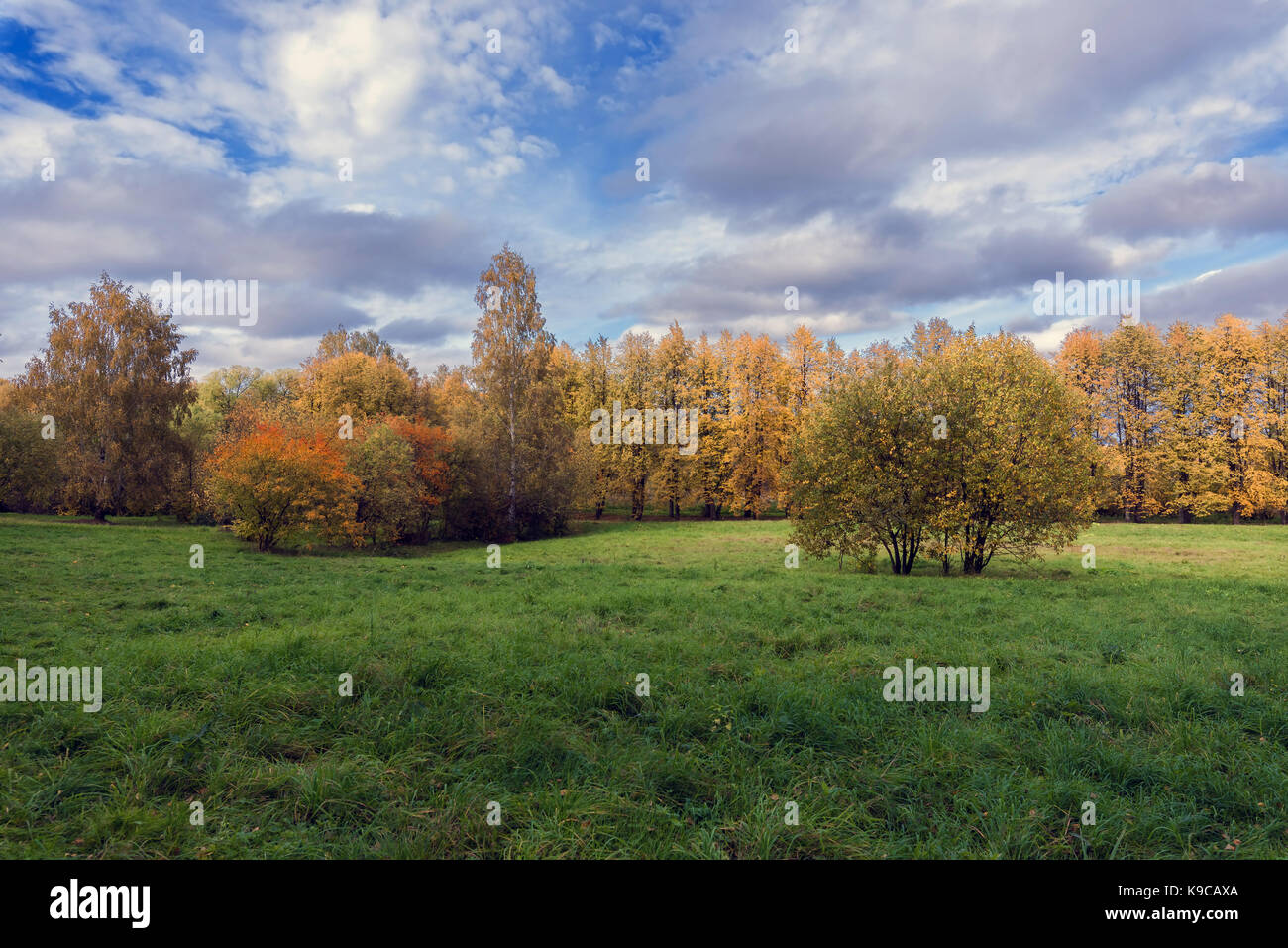 Glade of trees hi-res stock photography and images - Alamy