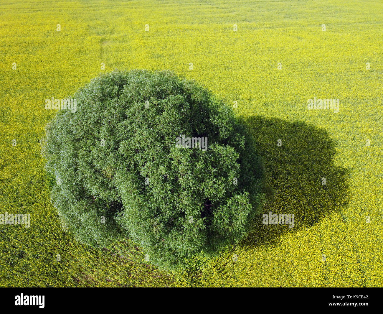 Aerial of willow tree in yellow canola or rapeseed field Stock Photo ...