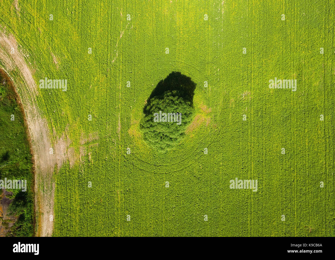 Aerial view of single willow tree in yellow canola field Stock Photo ...