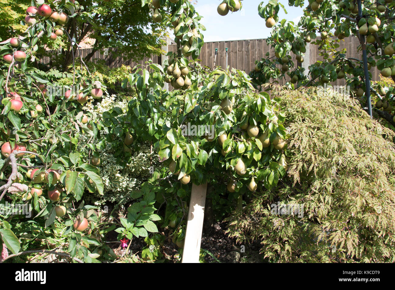Sagging branches hi-res stock photography and images - Alamy