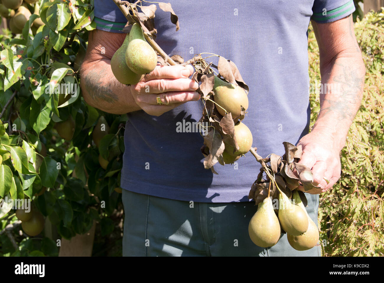 Heavy-cropping 'Conference' pear breaks weak branches Stock Photo - Alamy