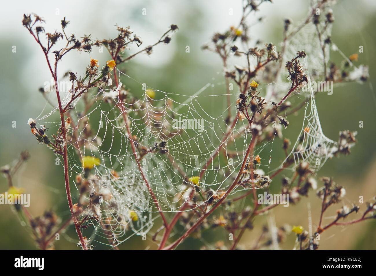 Autumn season in nature. Spider web on flower covered with morning dew ...