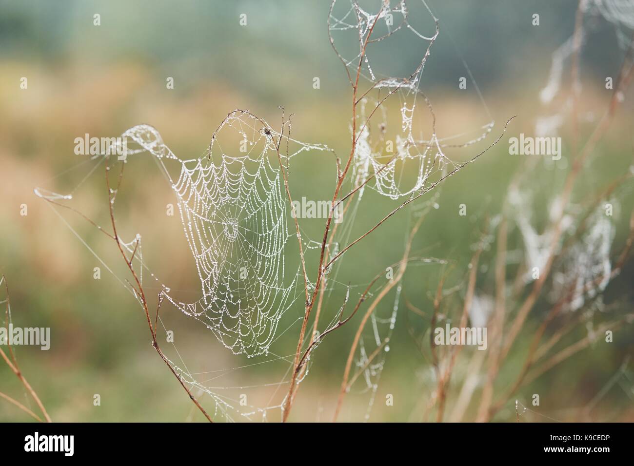 Autumn season in nature. Spider web on flower covered with morning dew ...