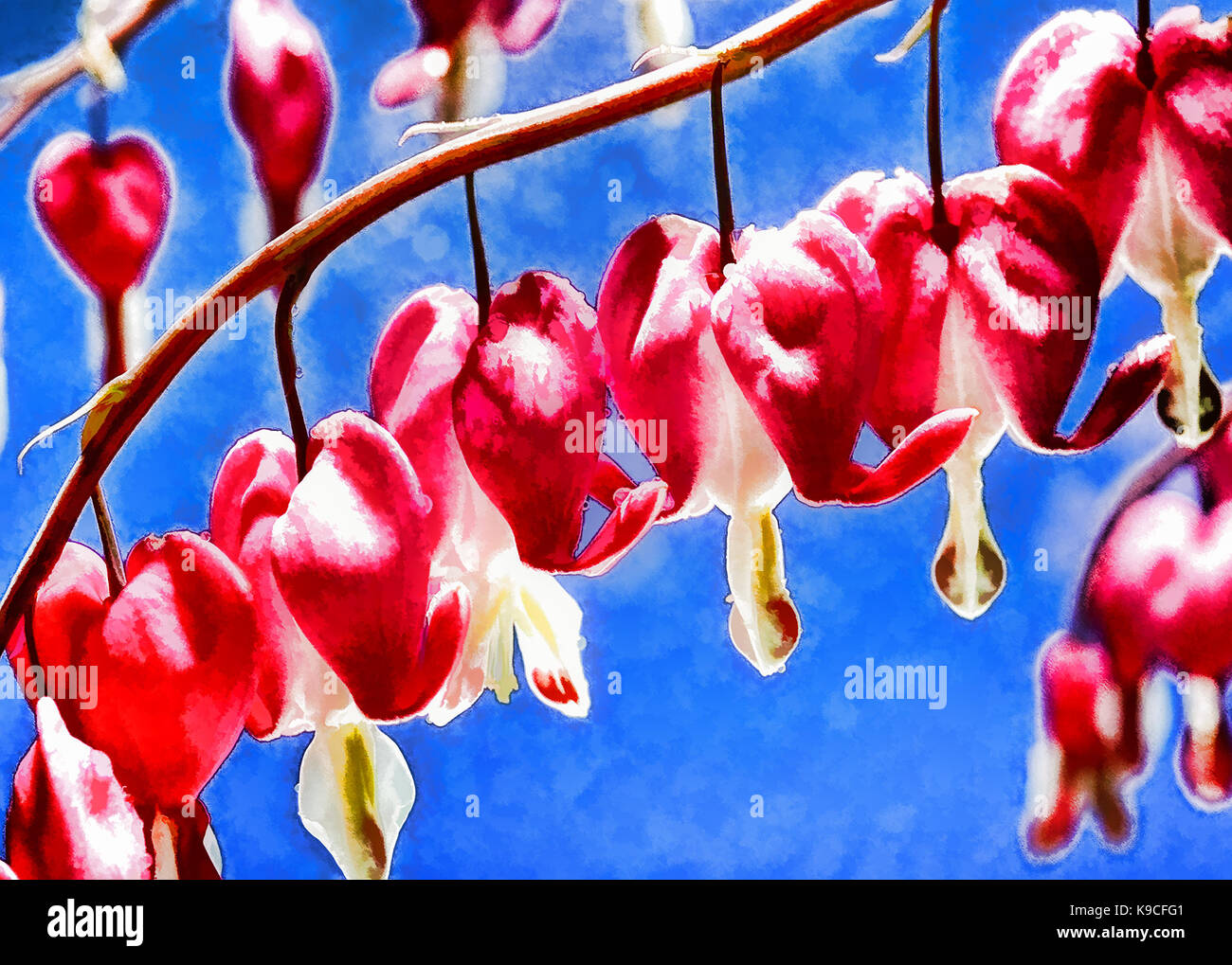Red Bleeding Heart flower blossoms 'Lamprocapnos spectabilis' 'Dicentra ...