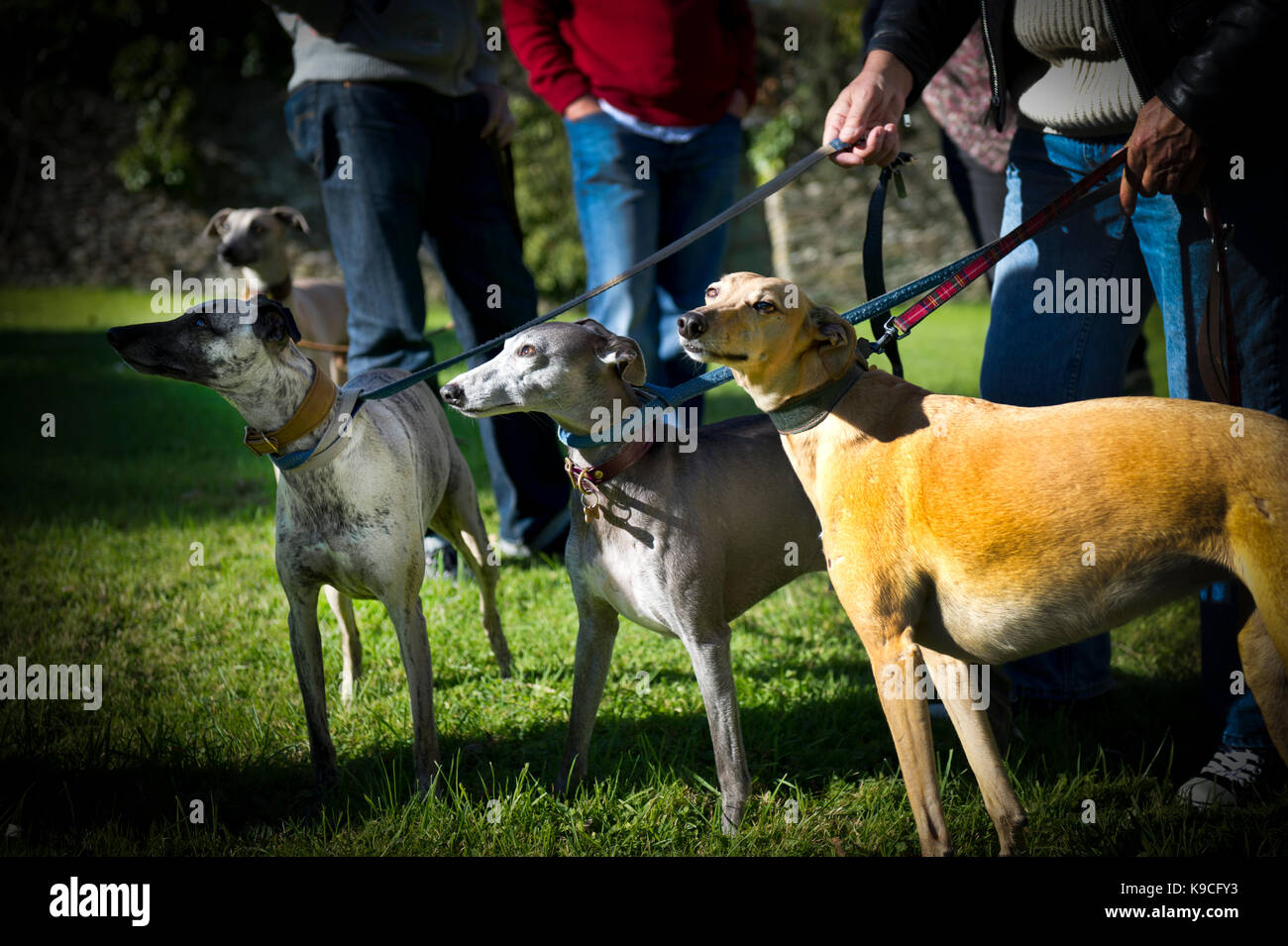 Four Whippets restrained on their leads, looking left with their owners ...
