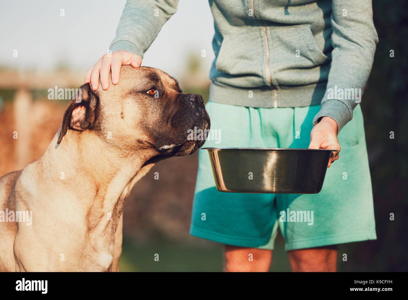 Young man feeding the huge dog (cane corso) in the garden Stock Photo ...