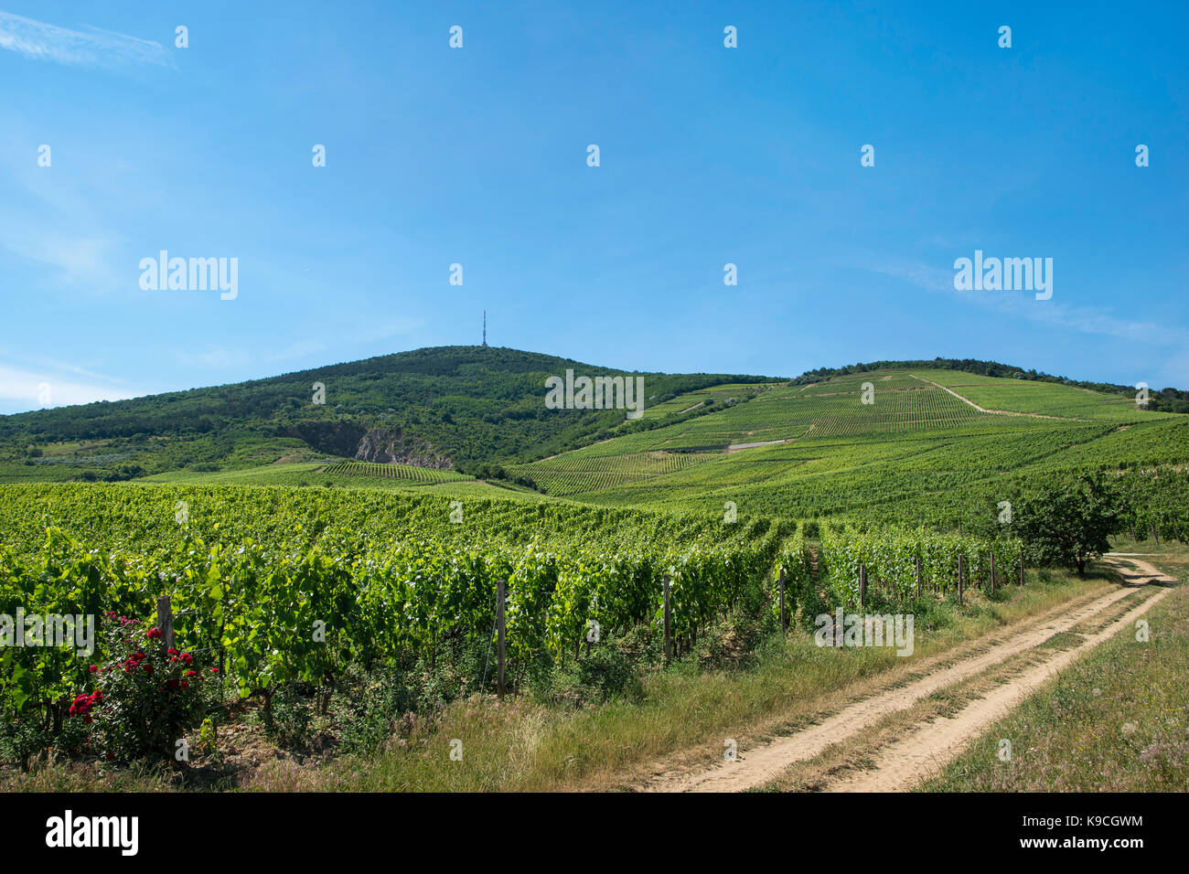 Tokaj wine region with wine hill, Hungary Stock Photo - Alamy