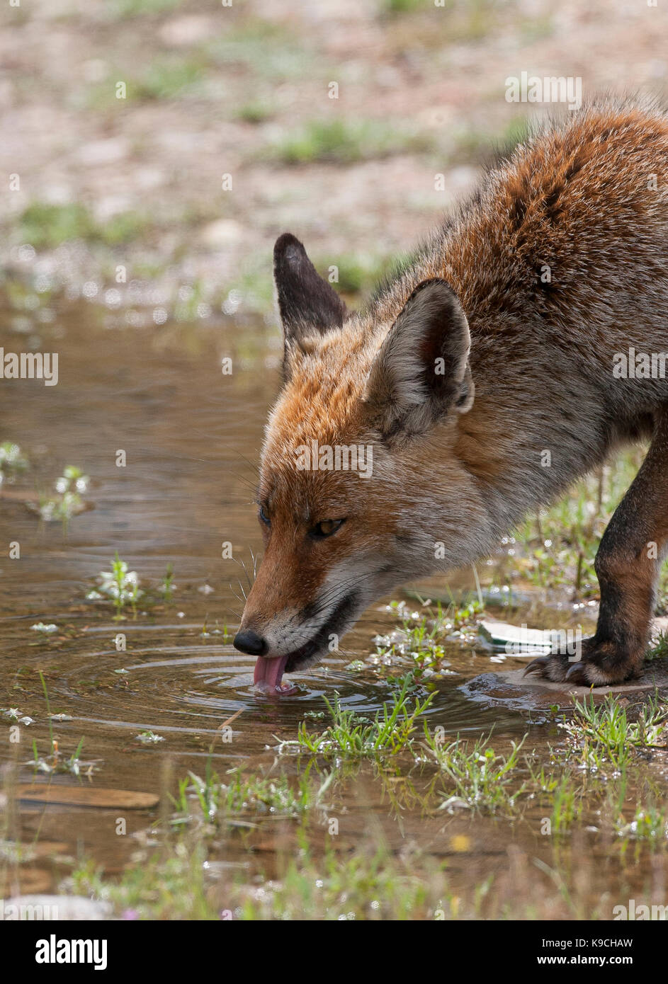 Animal thrirst hi-res stock photography and images - Alamy