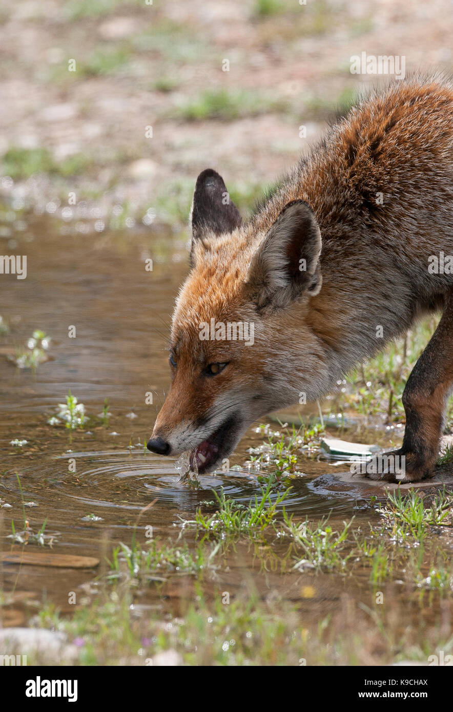 Red Fox vulpes vulpes drinking water Stock Photo - Alamy
