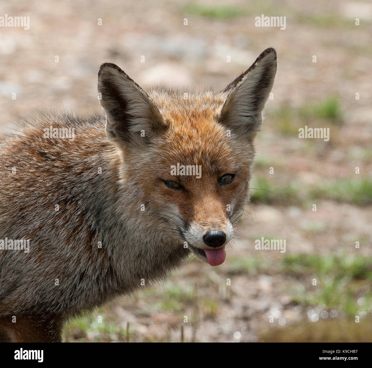 Thirsty red fox hi-res stock photography and images - Alamy