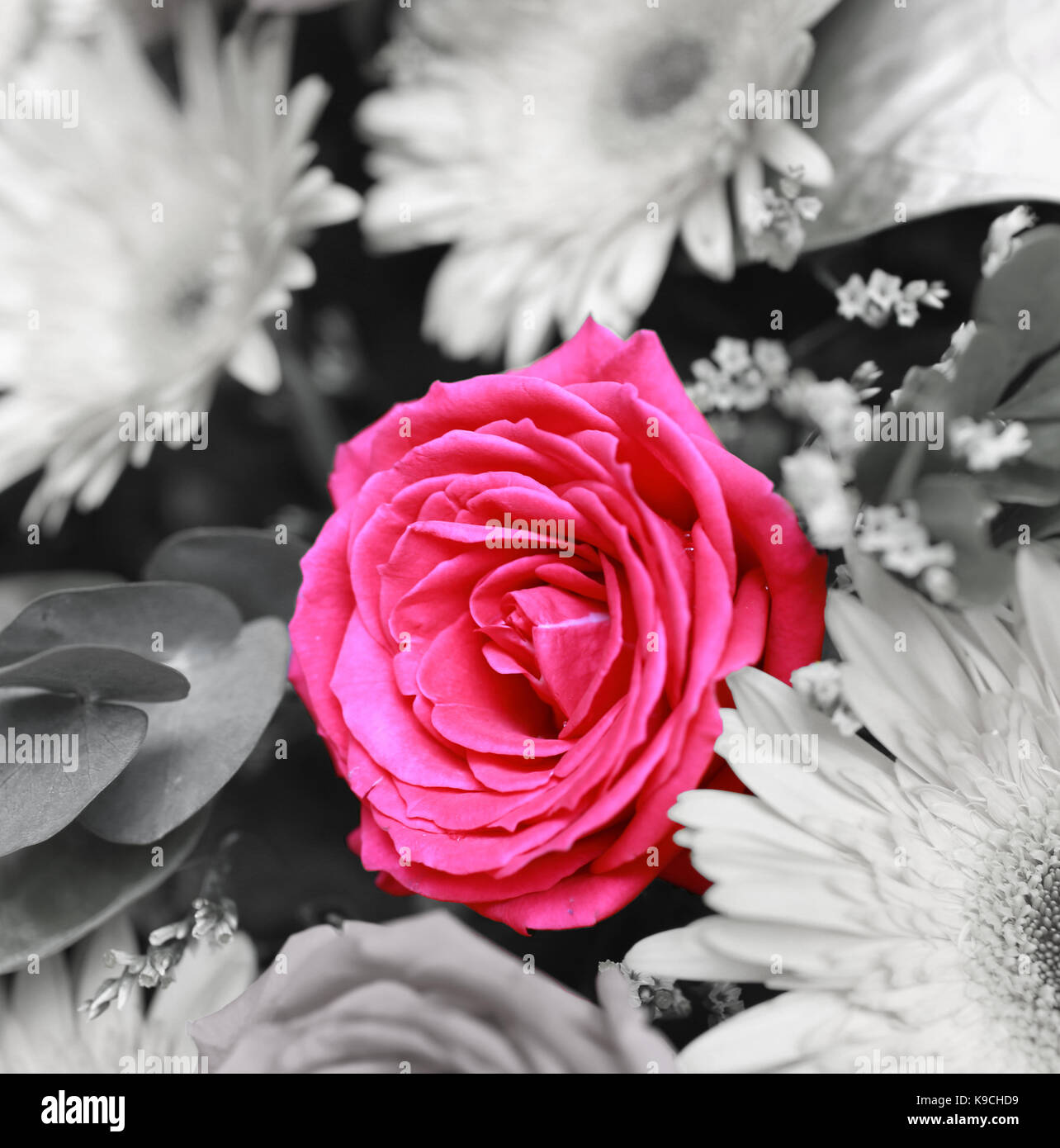 isolated red rose from the different flowers Stock Photo - Alamy
