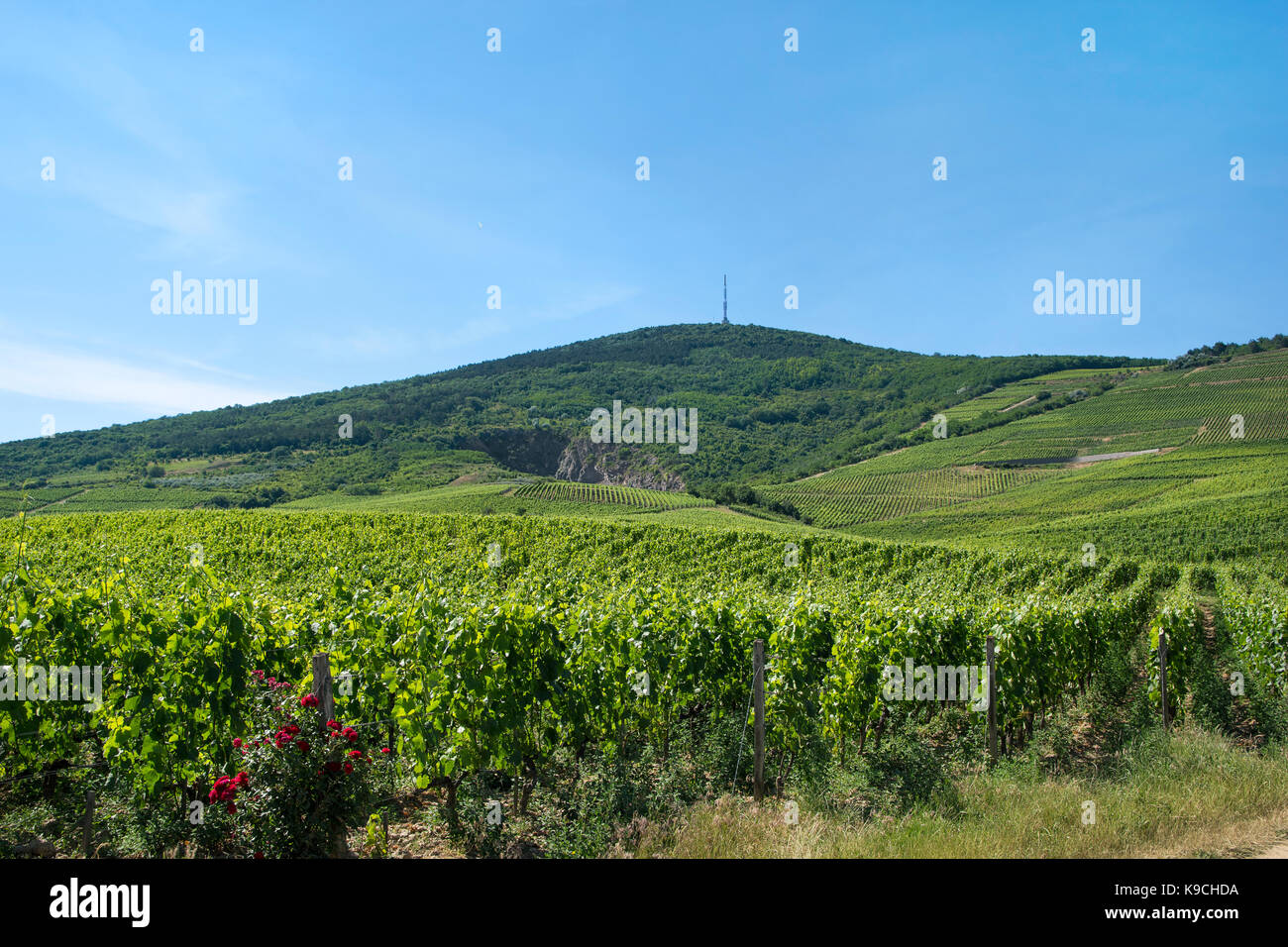 Tokaj wine region with wine hill, Hungary Stock Photo - Alamy