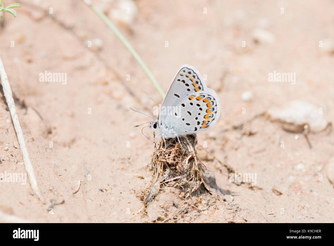 Acmon Blue (Plebejus acmon) Butterfly Standing on Roots During ...