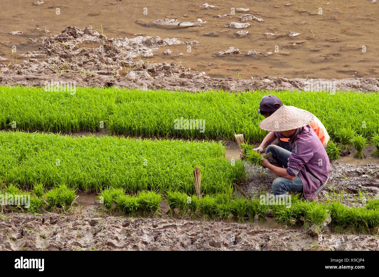 Wet rice cultivation in laos High Resolution Stock Photography and ...