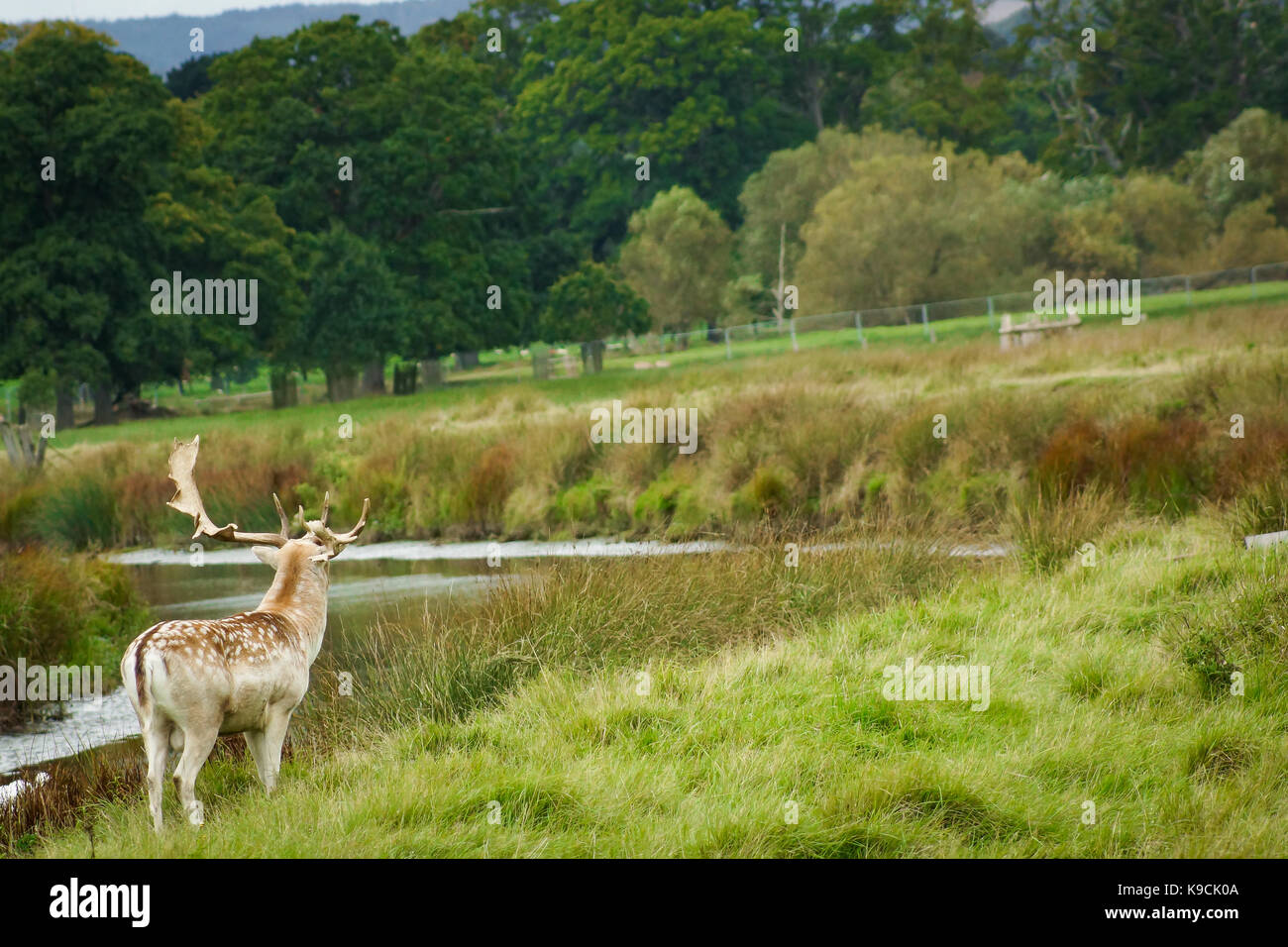 Powderham park hi-res stock photography and images - Alamy