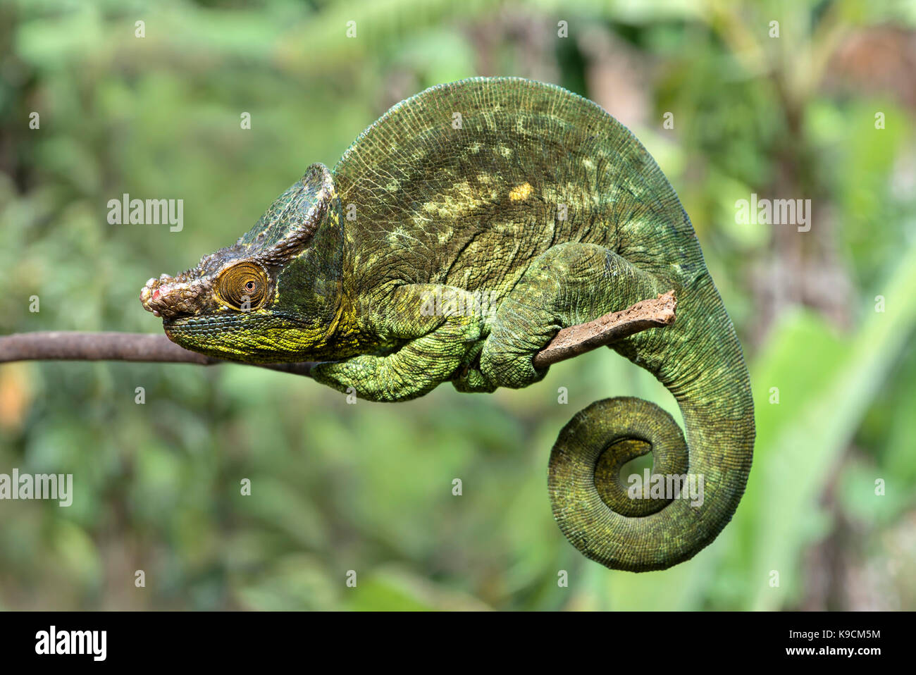 Parsons chameleon hi-res stock photography and images - Alamy