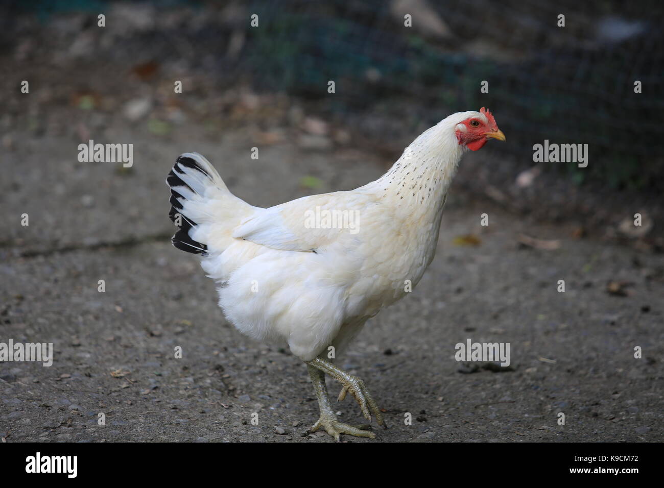 chicken farm in taiwan Stock Photo - Alamy