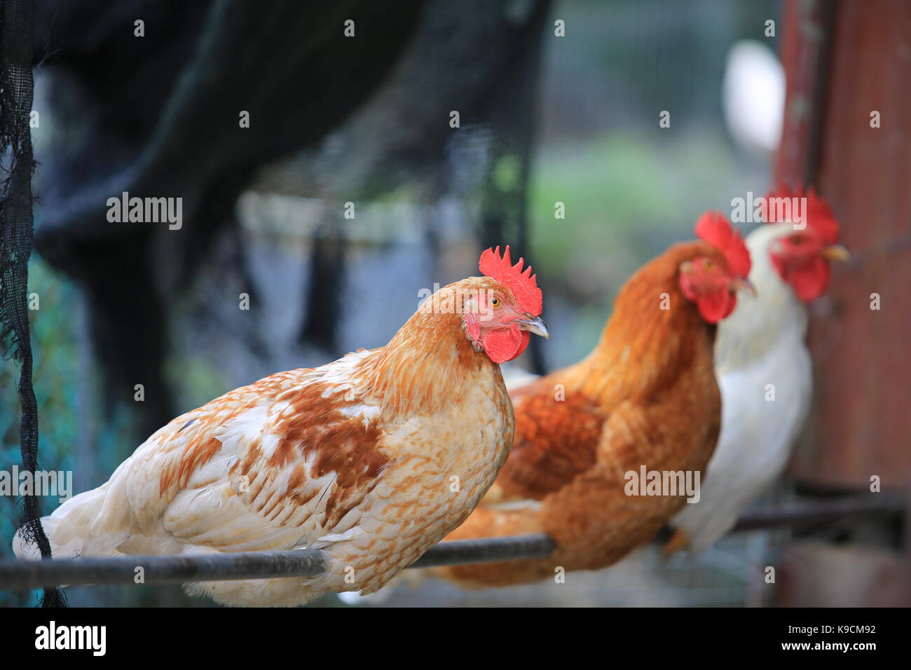 chicken farm in taiwan Stock Photo - Alamy