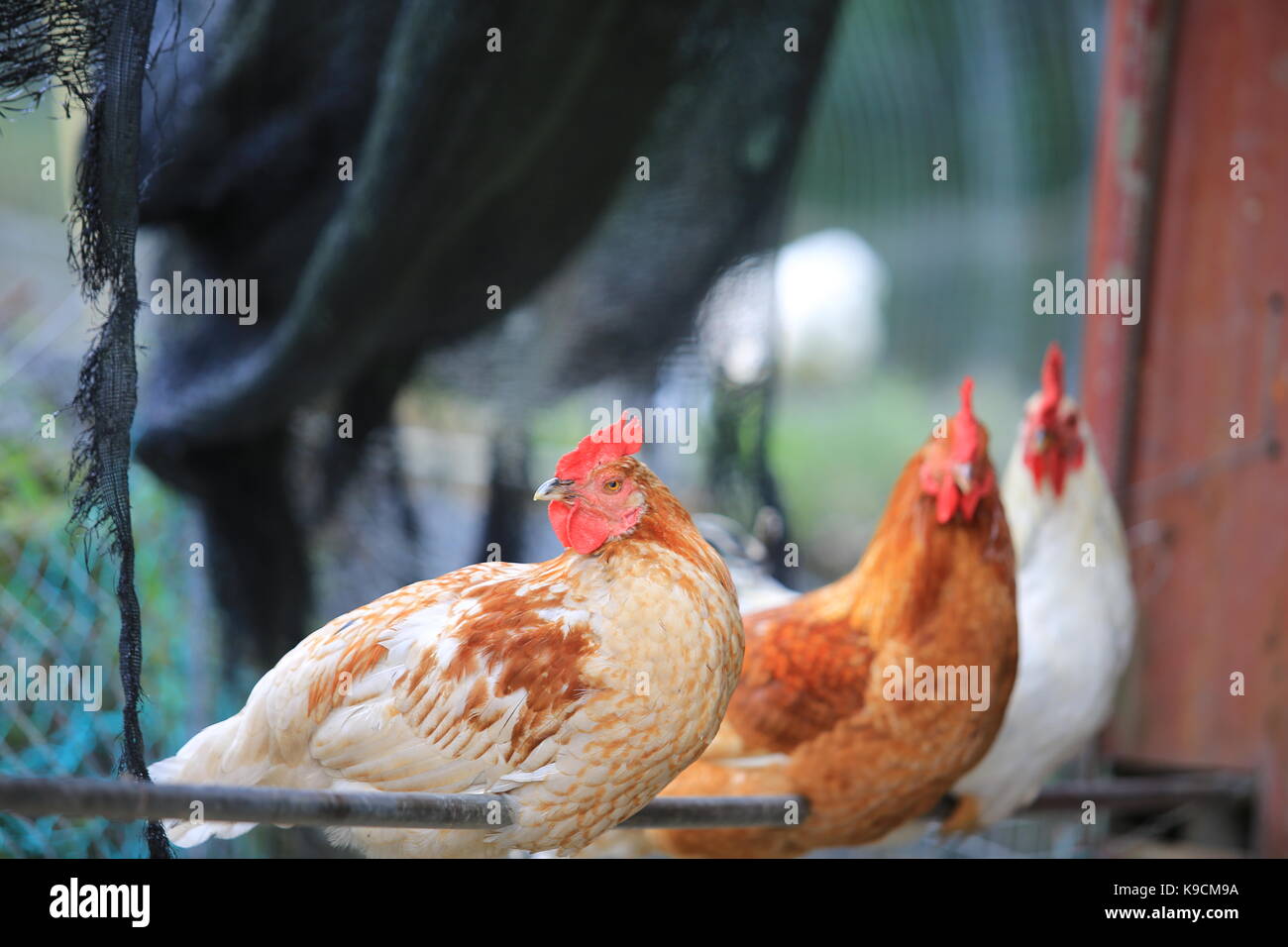 chicken farm in taiwan Stock Photo - Alamy
