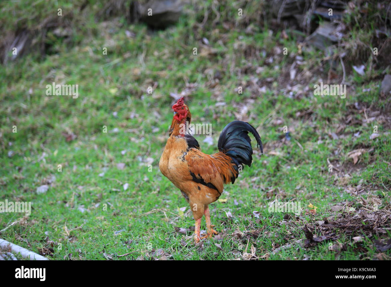 chicken farm in taiwan Stock Photo - Alamy