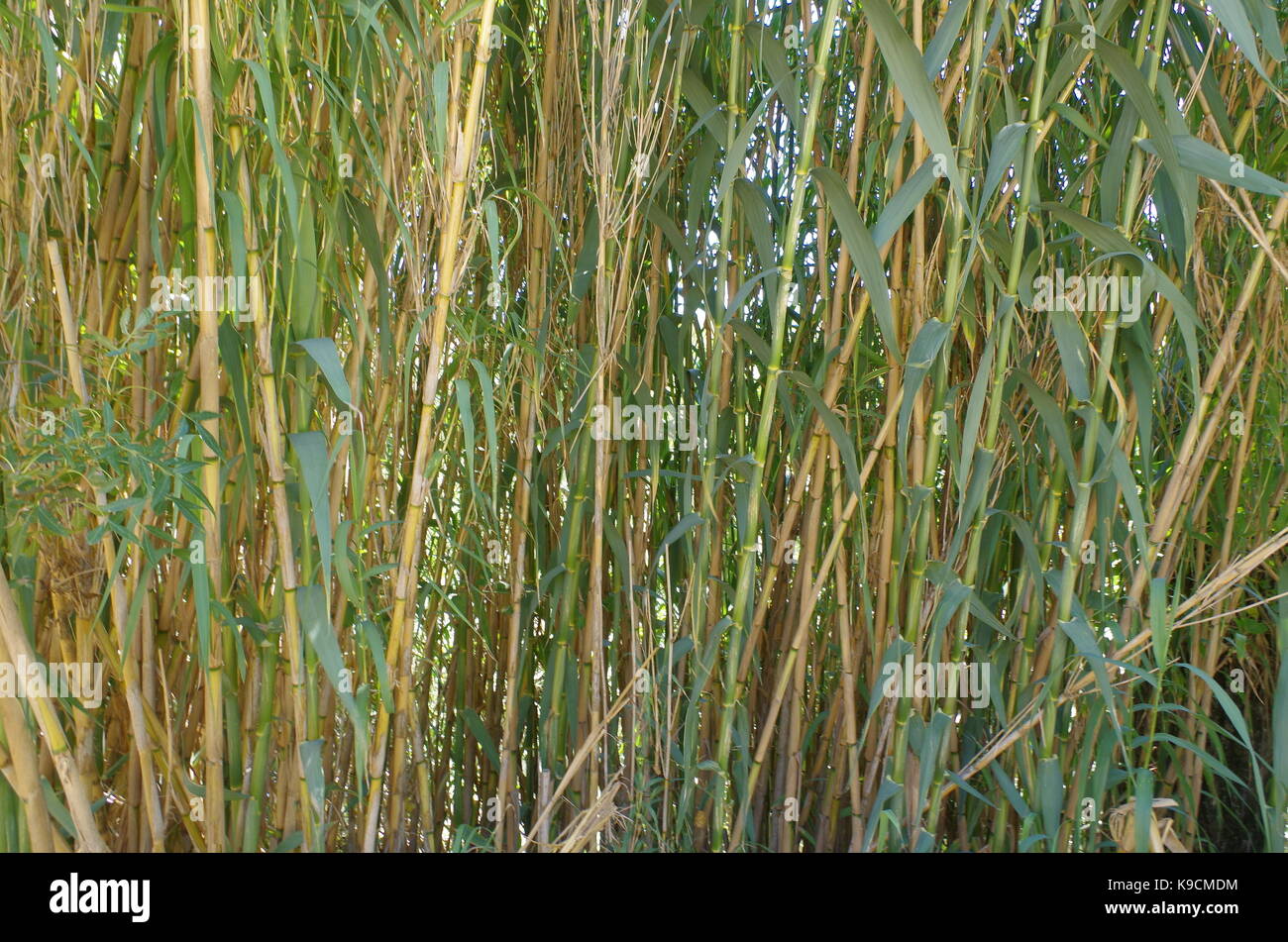 Bamboos natural background Stock Photo - Alamy