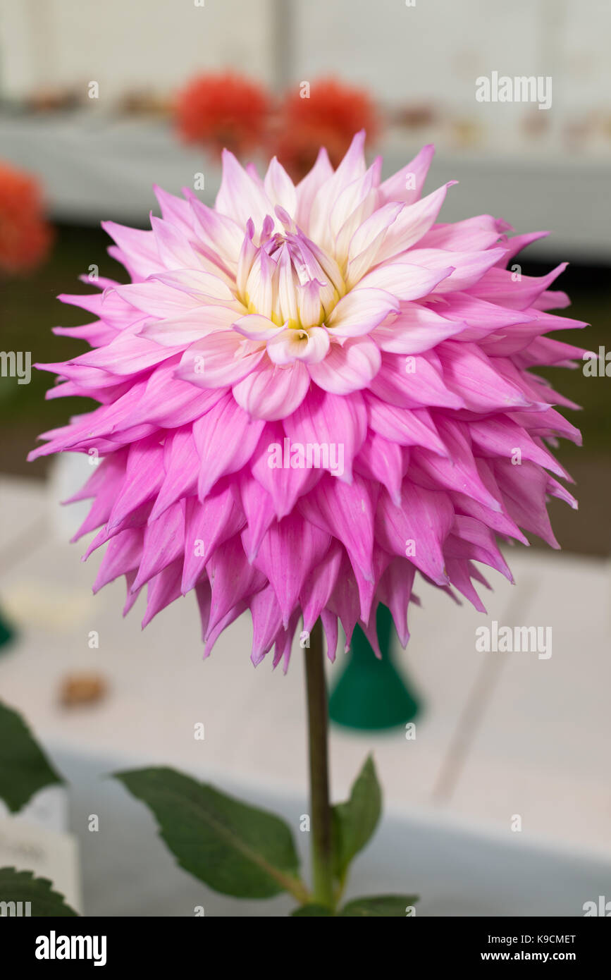 A colourful dahlia flower on display at a Horticultural Show Stock ...