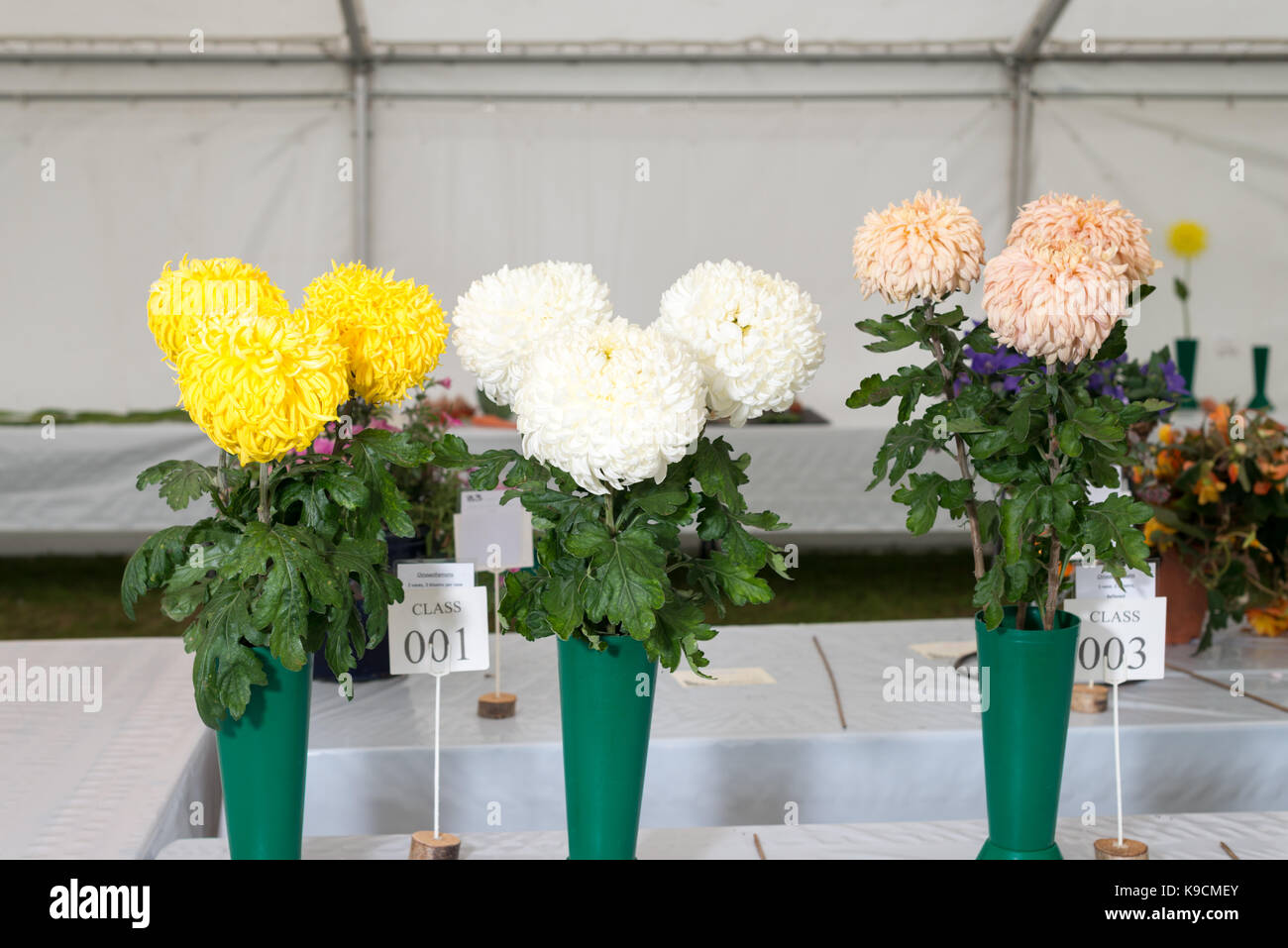 Vases of Chrysanthemum flowers on display at a horticultural show Stock ...